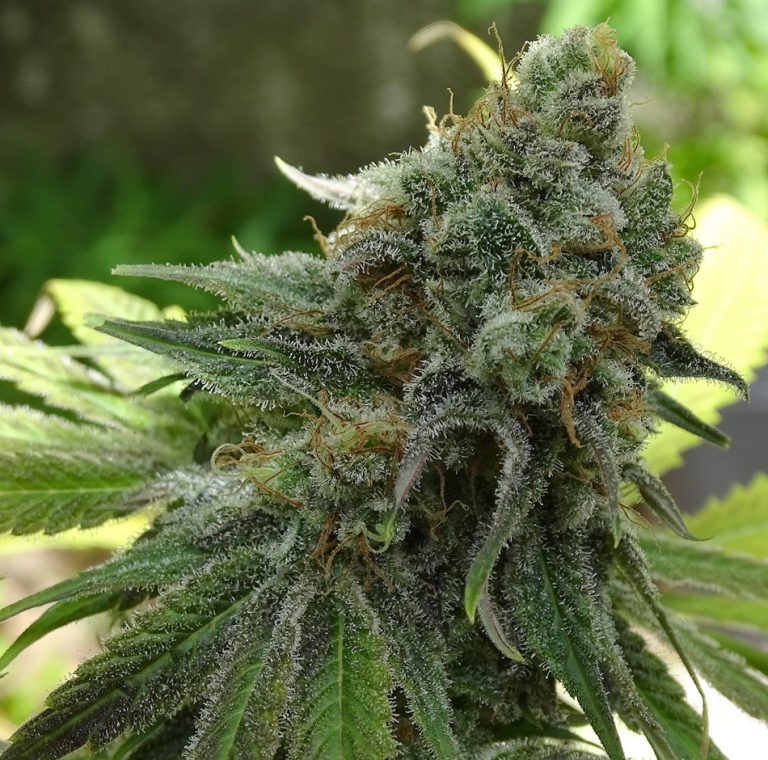 CHERRY OG – Silver River Seeds