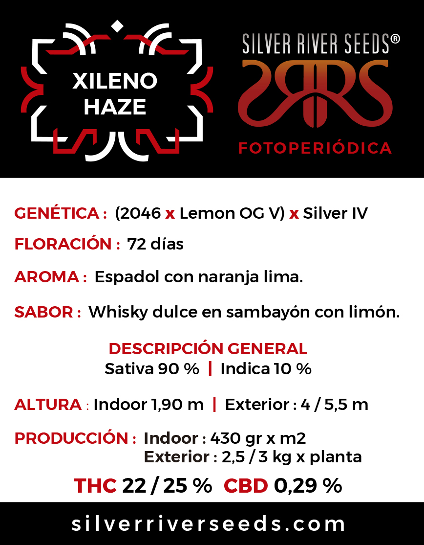 XILENO HAZE – Silver River Seeds